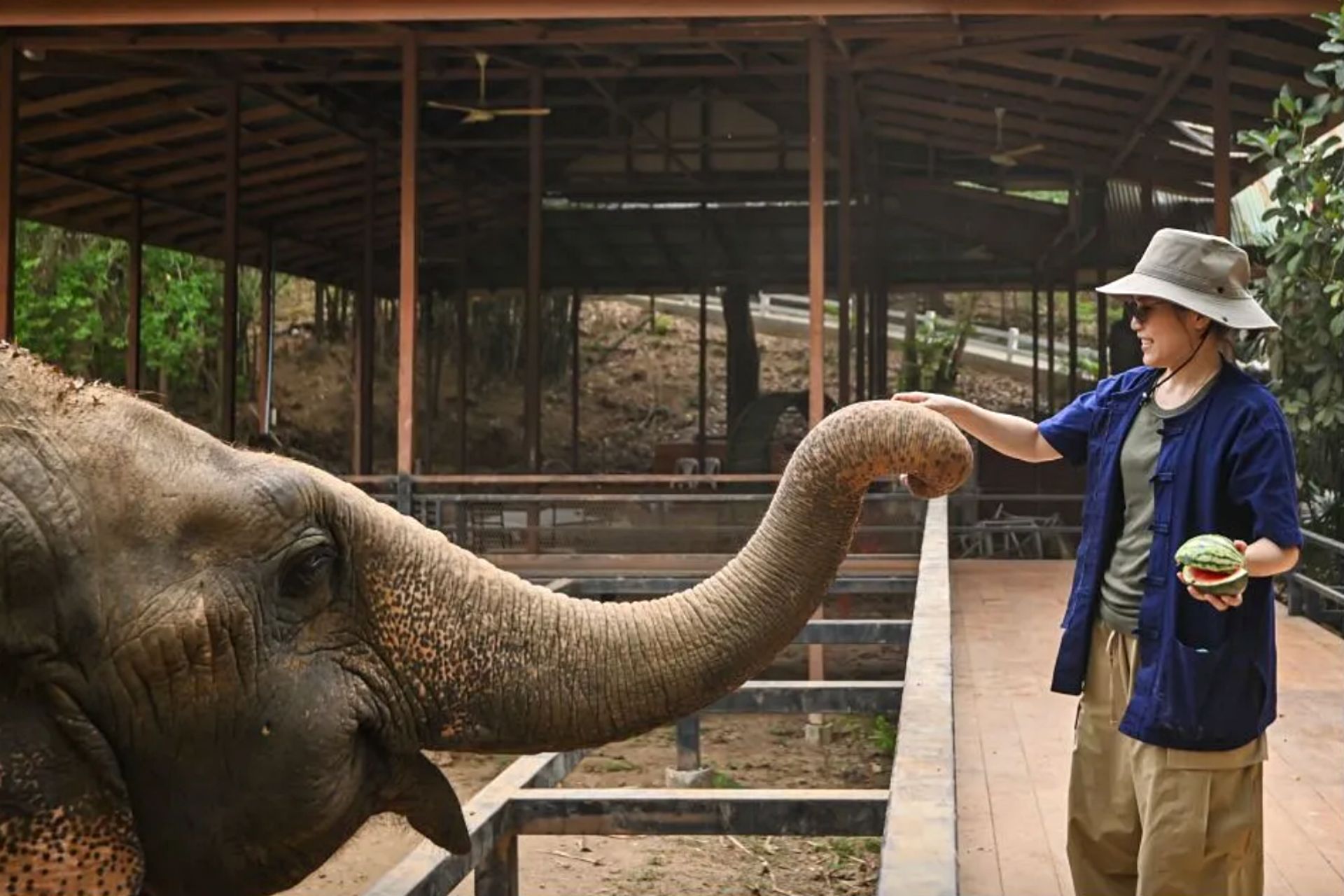 พาชมกิจกรรม Seiko Save the Forest to Save Our Elephants เพื่อการ ...